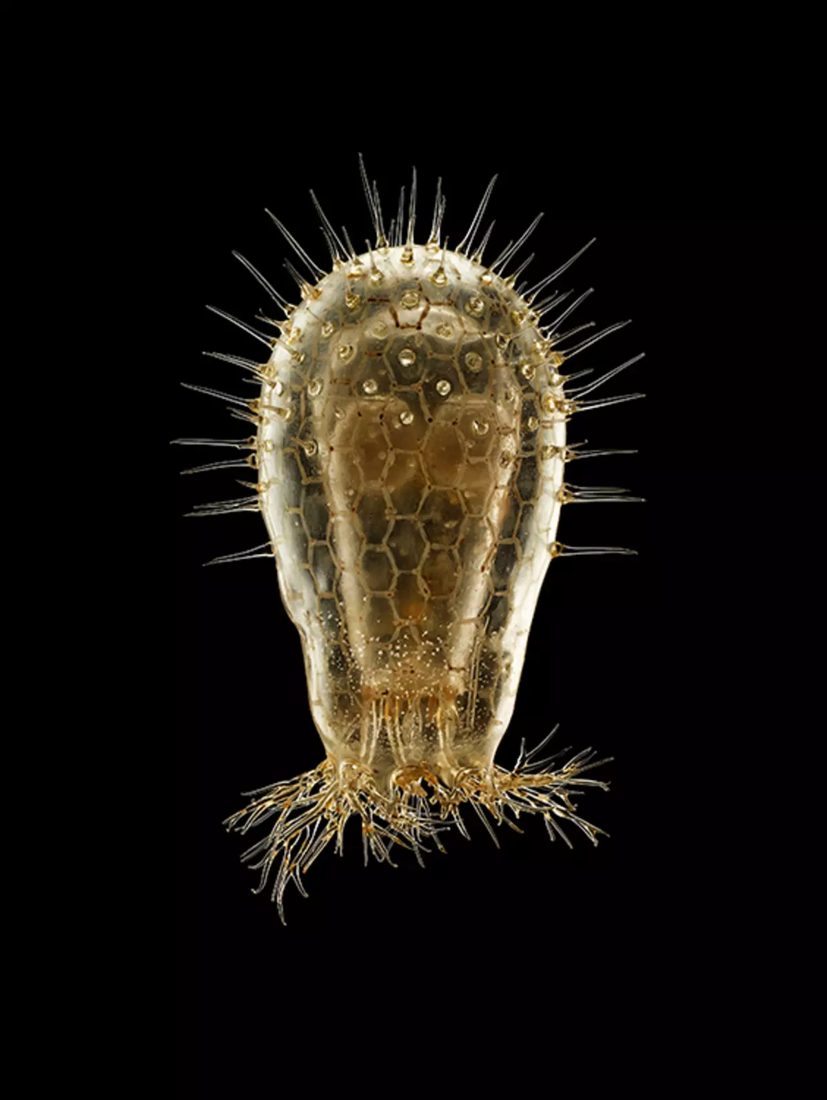 Fotos de las criaturas marinas más inimaginables de GUIDO MOCAFICO. 9547_11