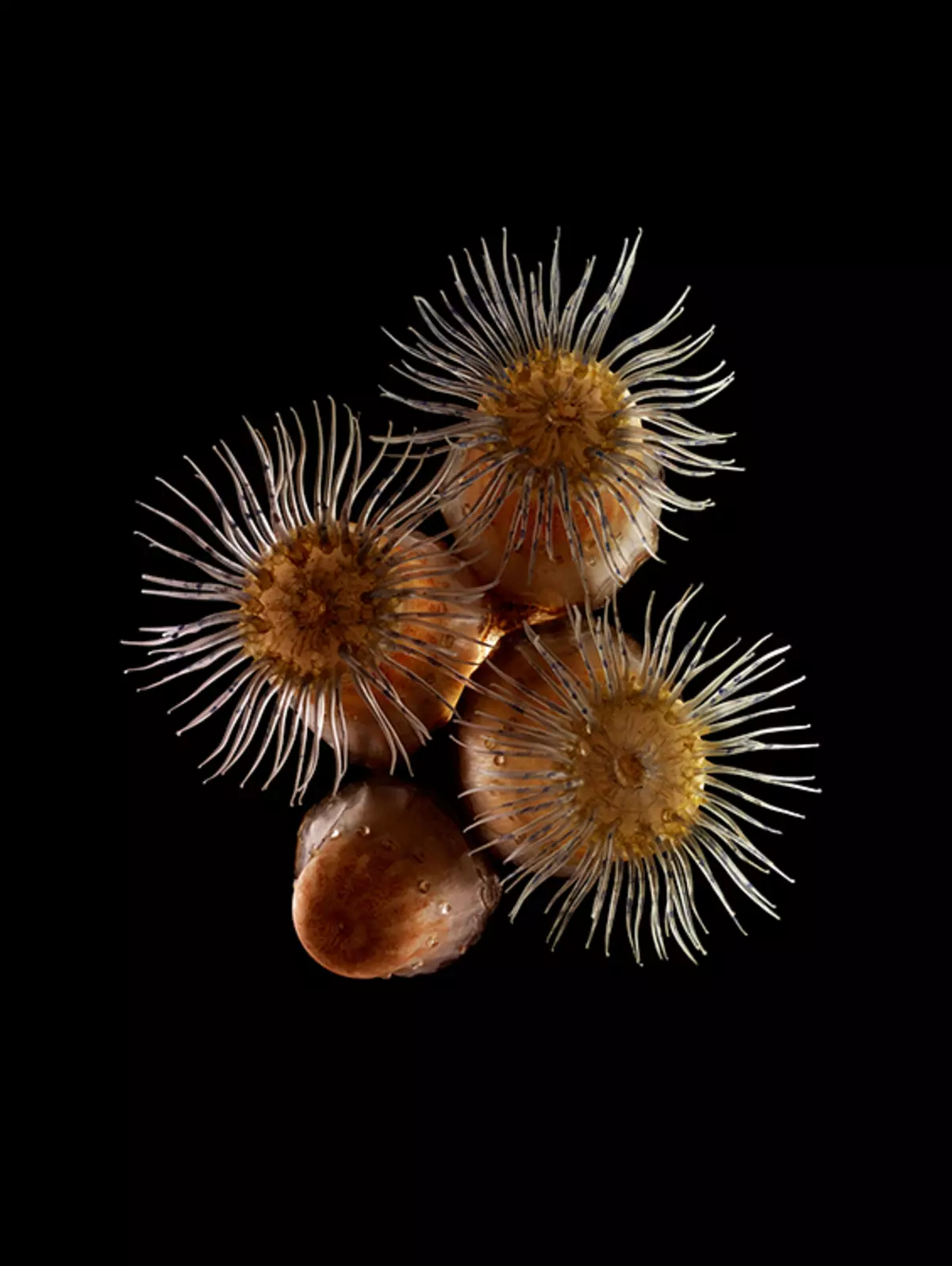 Fotos de las criaturas marinas más inimaginables de GUIDO MOCAFICO. 9547_7