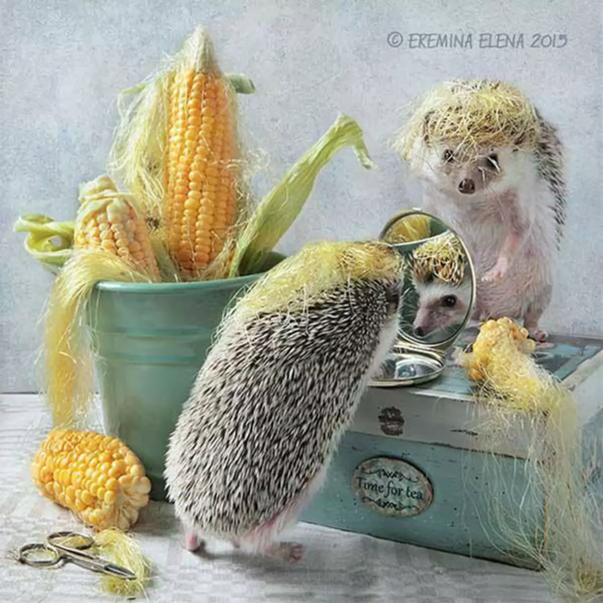 Bophelo bo botle ba Hedgehogs: Lifoto tsa Khale ho tloha Sone Eniters Elena Eminina 9623_11