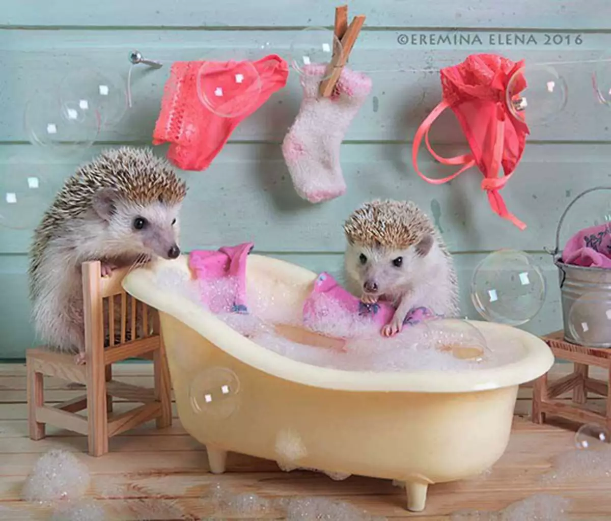 Bophelo bo botle ba Hedgehogs: Lifoto tsa Khale ho tloha Sone Eniters Elena Eminina 9623_2