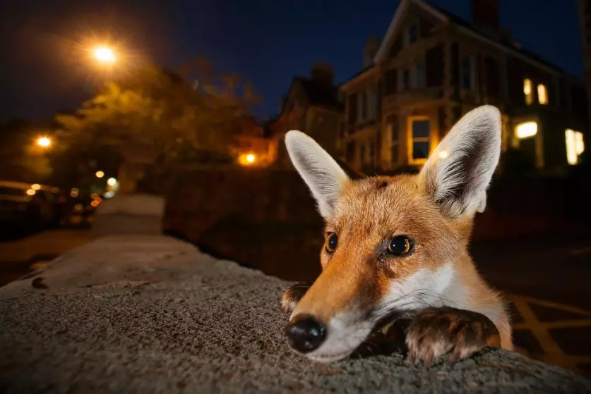 2016年のファイナリスト野生動物写真家 9637_11