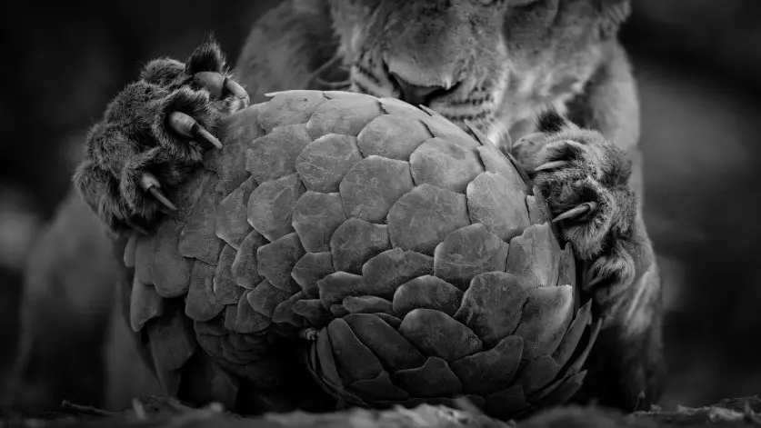 Finalistes Photographe de la faune de l'année 2016 9637_3