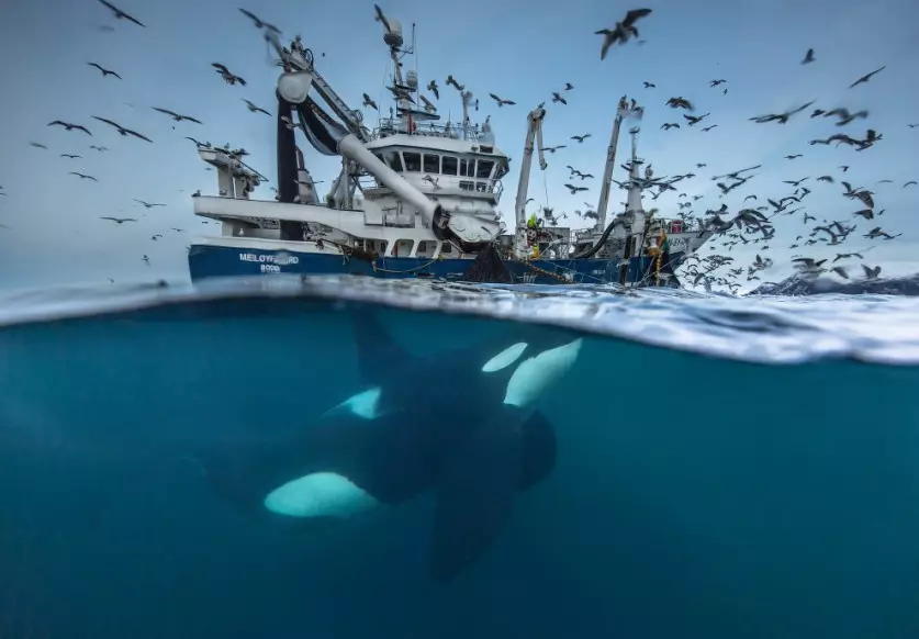 2016年のファイナリスト野生動物写真家 9637_5