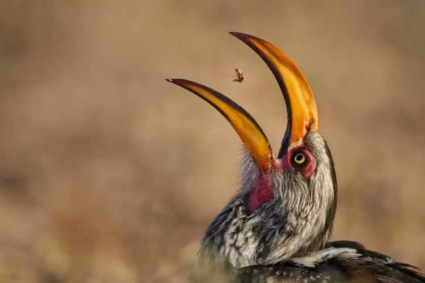 Finalistes Photographe de la faune de l'année 2016 9637_6