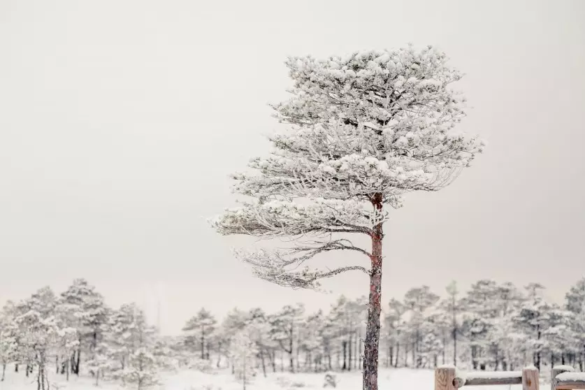 Latvian Forest Miracle;) Kemeric National Park in the lens 9649_3