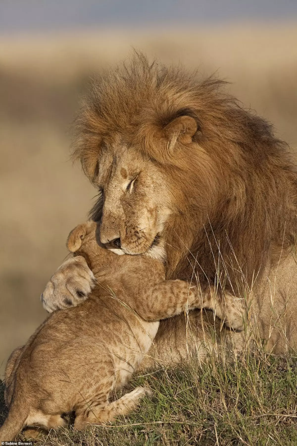 ლომები წიგნები Wildlife Lviv ფოტოგრაფია ხელს უწყობს ფოტოგრაფი