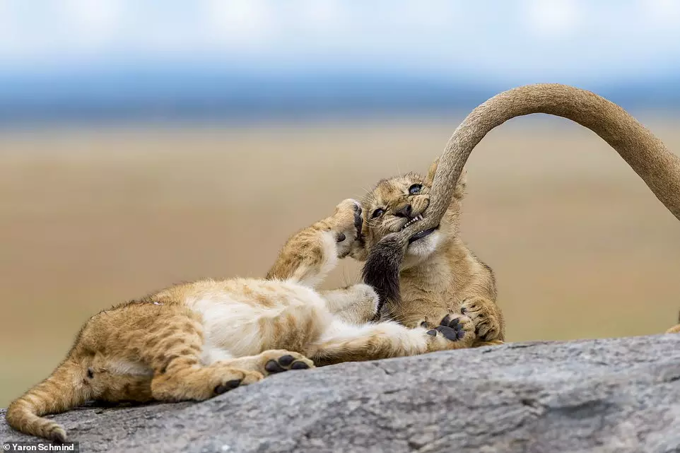 Lions Knihy Wildlife Lvov Fotografie pomáhá fotograf