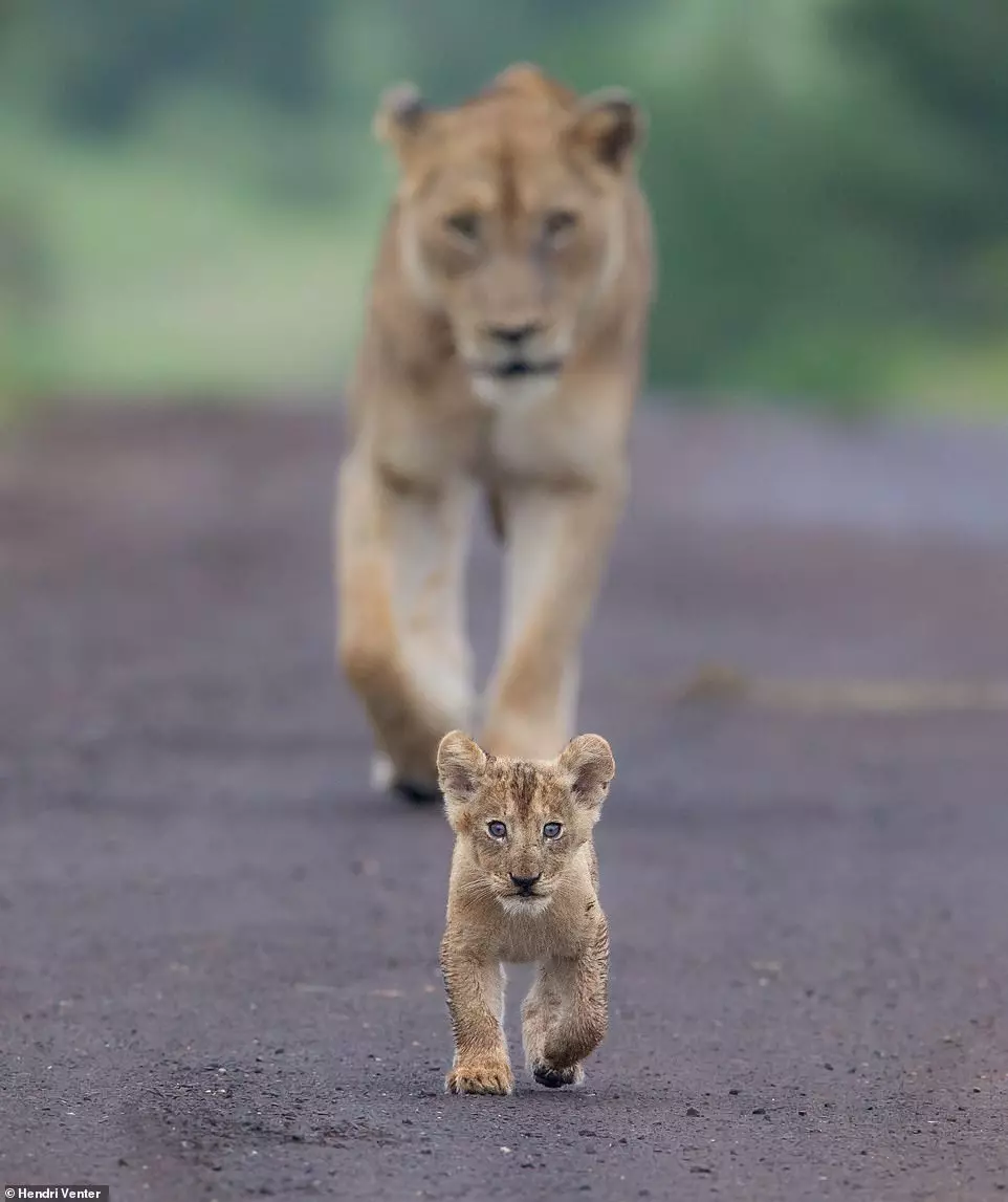 Lions Raamatud Wildlife Lviv fotograafia abi fotograaf