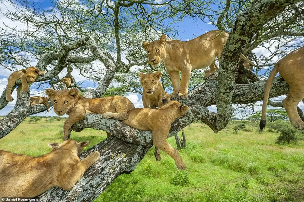 Lions Knihy Wildlife Lvov Fotografie pomáhá fotograf