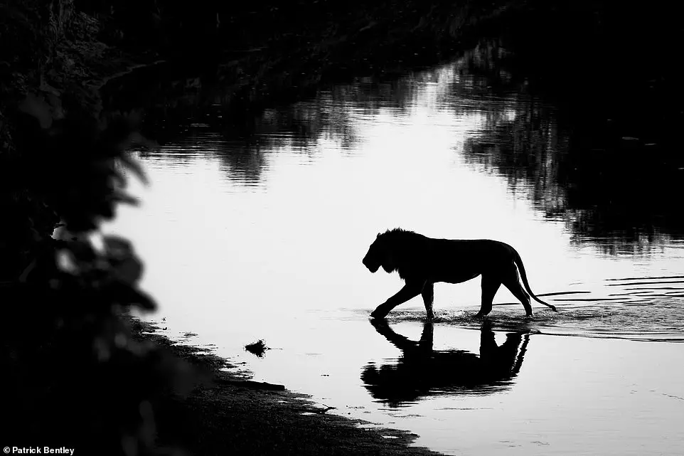 ライオンズブック野生動物LVIV写真を見る写真家