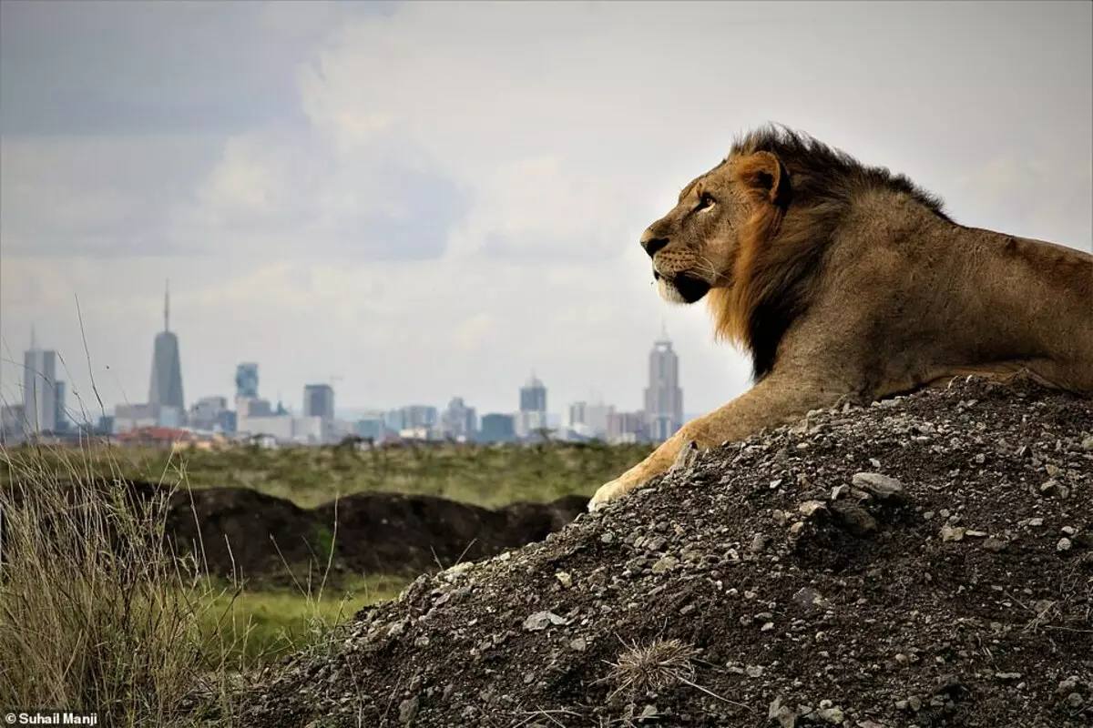 Lions Knihy Wildlife Lvov Fotografie pomáhá fotograf