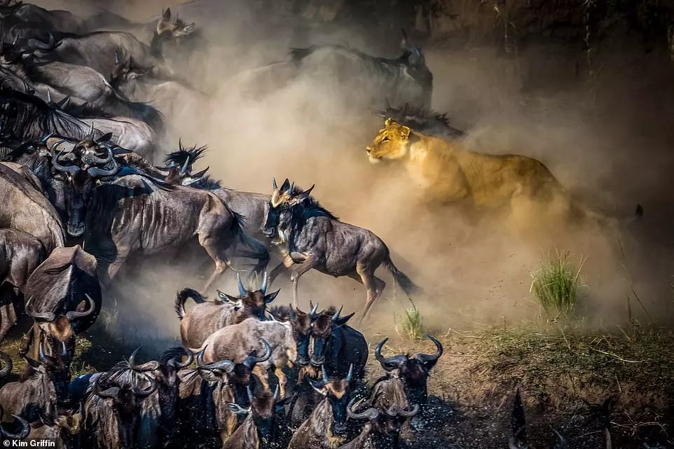 Lions Raamatud Wildlife Lviv fotograafia abi fotograaf