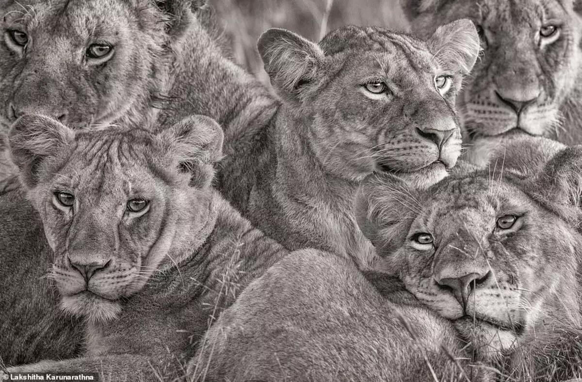 Lions Knihy Wildlife Lvov Fotografie pomáhá fotograf