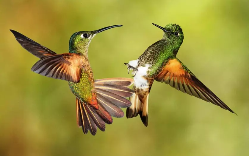 Hummingbirds yang menawan;) menginspirasi! 9847_1