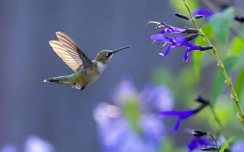 Ho khahloa ke hummingbird;) khothatsa! 9847_10