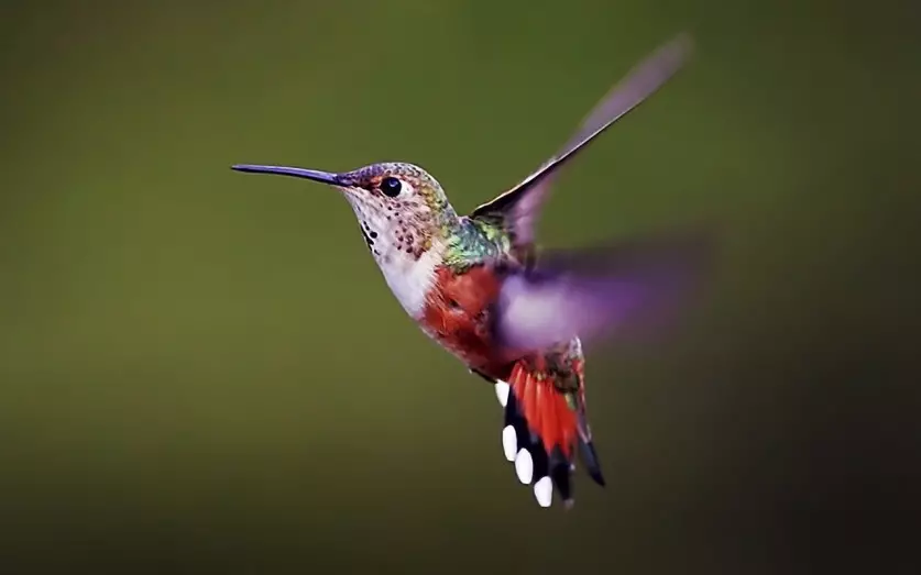 Žavingi hummingbirds;) Inspire! 9847_12