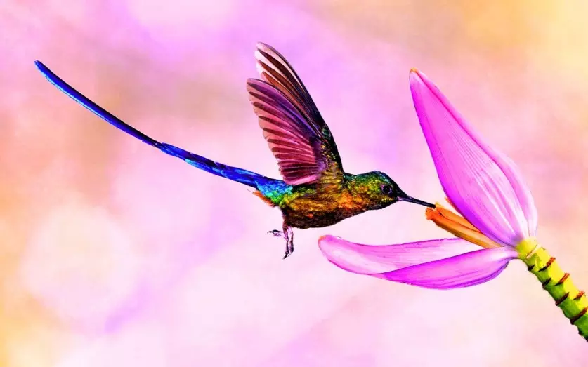 Ho khahloa ke hummingbird;) khothatsa! 9847_15