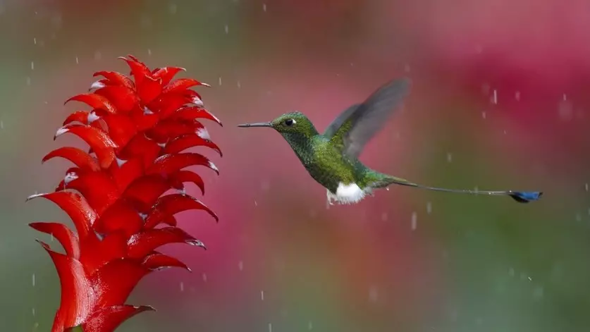 Hummingbird mahafinaritra;) aingam-panahy! 9847_17