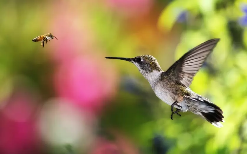 Hummingbird mahafinaritra;) aingam-panahy! 9847_18