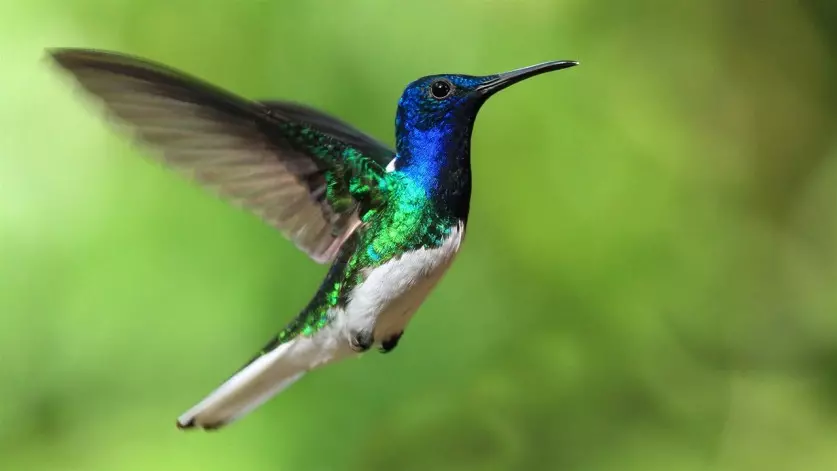 បំផុស Hummingbirds;) ជម្រុញ! 9847_19