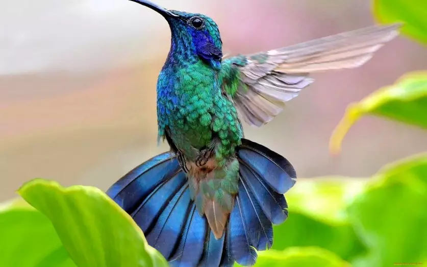 បំផុស Hummingbirds;) ជម្រុញ! 9847_2