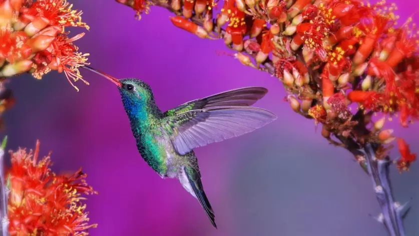 បំផុស Hummingbirds;) ជម្រុញ! 9847_20