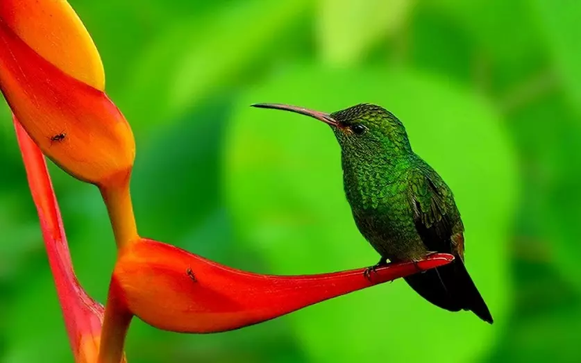 Hummingbird mahafinaritra;) aingam-panahy! 9847_21