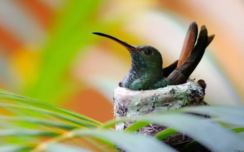 Hummingbird mahafinaritra;) aingam-panahy! 9847_22