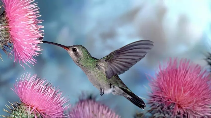 បំផុស Hummingbirds;) ជម្រុញ! 9847_23