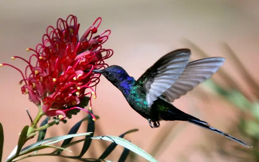 Ho khahloa ke hummingbird;) khothatsa! 9847_24