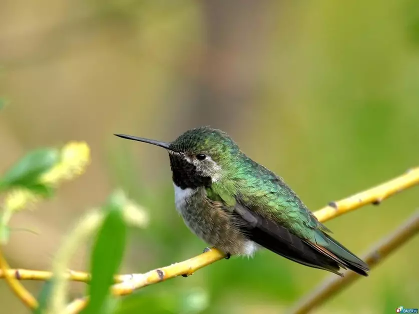 Žavingi hummingbirds;) Inspire! 9847_25