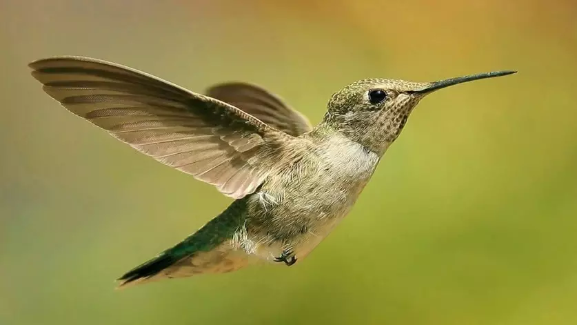 បំផុស Hummingbirds;) ជម្រុញ! 9847_26