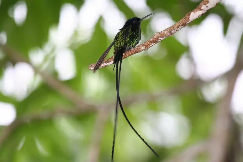 បំផុស Hummingbirds;) ជម្រុញ! 9847_27