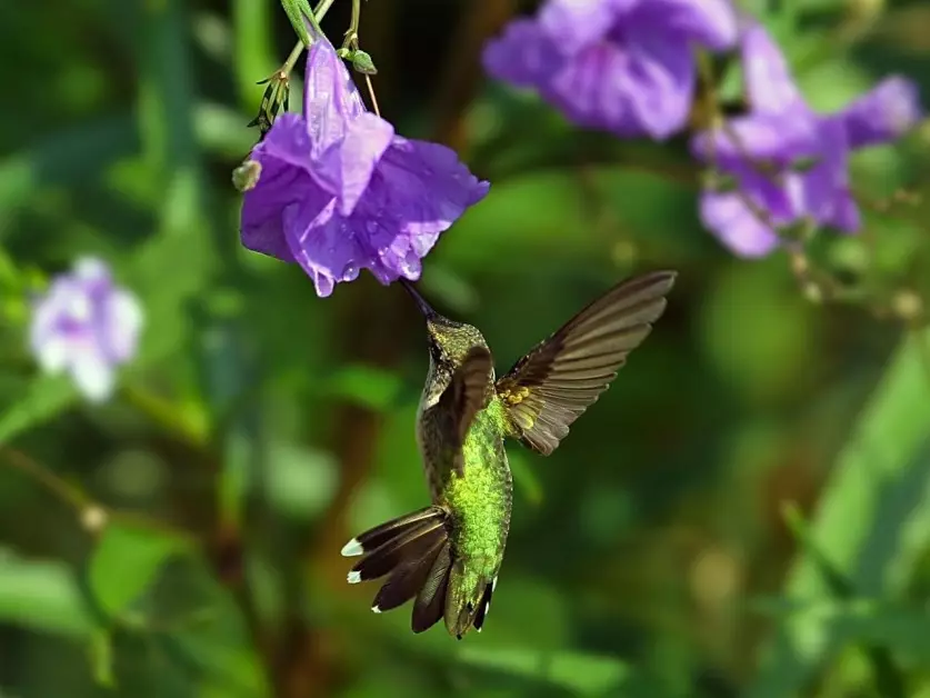 Hummingbird mahafinaritra;) aingam-panahy! 9847_28