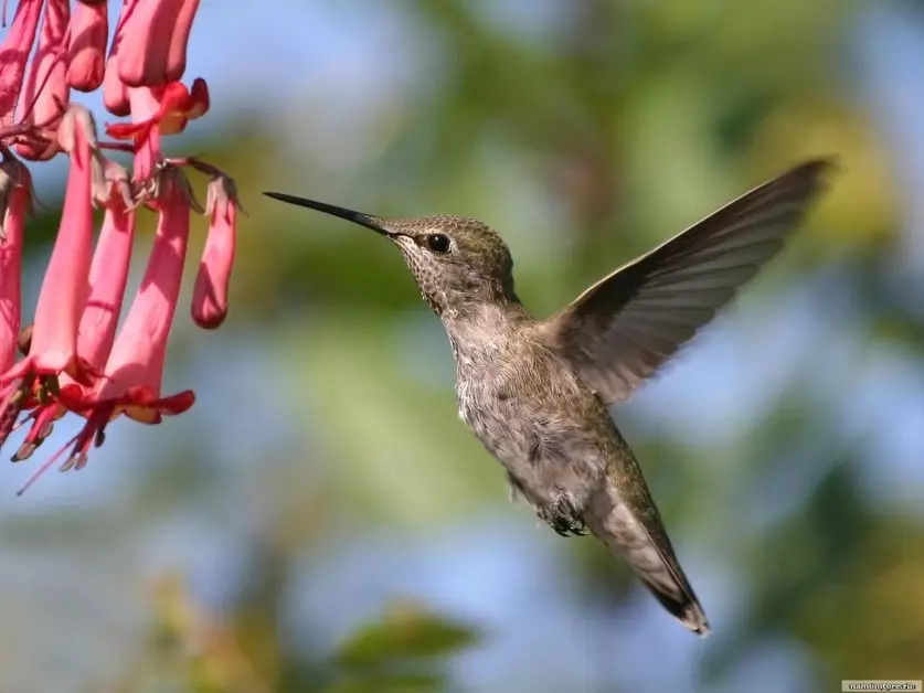 Adar Hummingbirs Charming;) Ysbrydoli! 9847_29