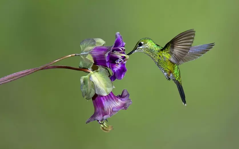 Hummingbirds yang menawan;) menginspirasi! 9847_3