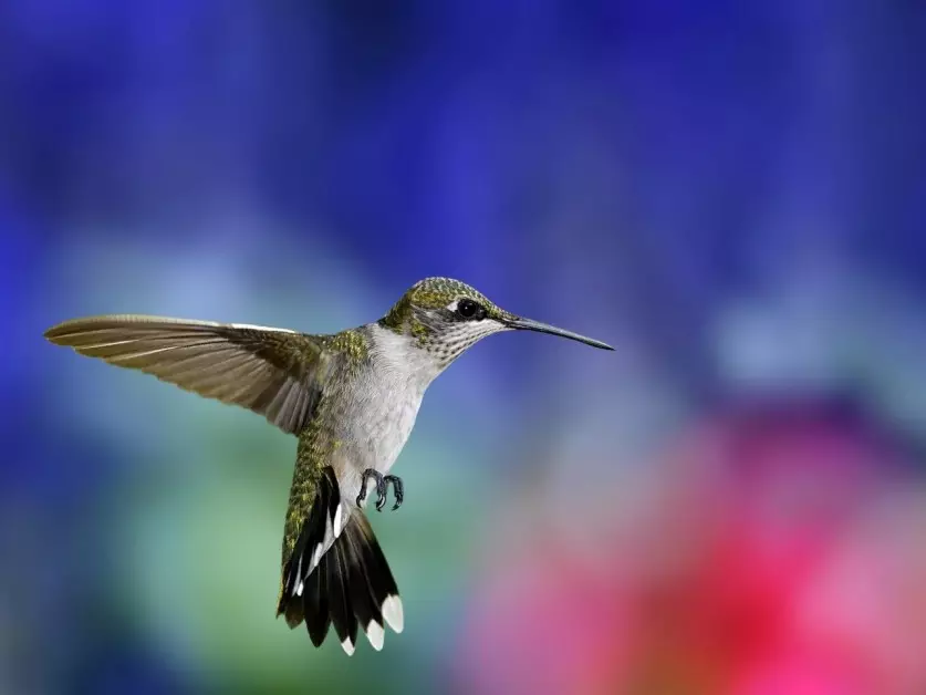 Hummingbird mahafinaritra;) aingam-panahy! 9847_4