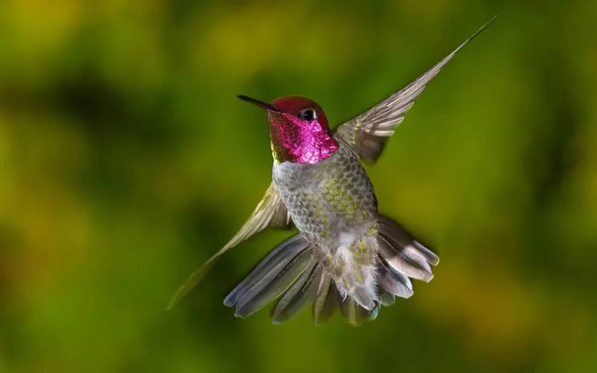 Heillandi hummingbirds;) hvetja! 9847_7