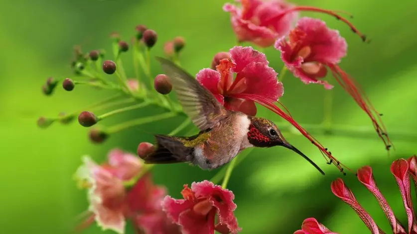 Heillandi hummingbirds;) hvetja! 9847_8