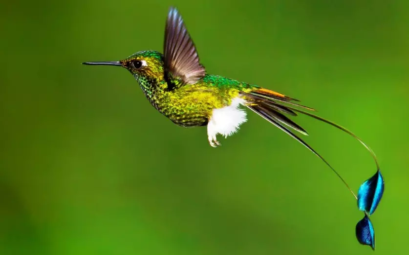 បំផុស Hummingbirds;) ជម្រុញ! 9847_9