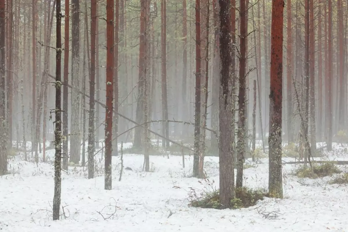 How to shoot fog ... photographer Dmitry Pitenin 9867_2