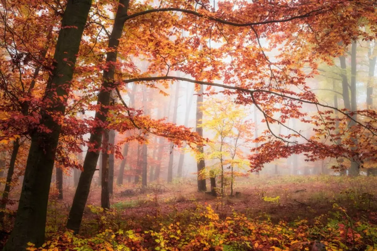 Mysterious and fascinating forest in the photos HEIKO GERLICHER) 9869_10