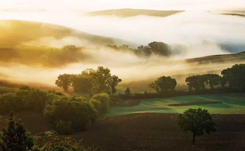 Mysterious and fascinating forest in the photos HEIKO GERLICHER) 9869_11