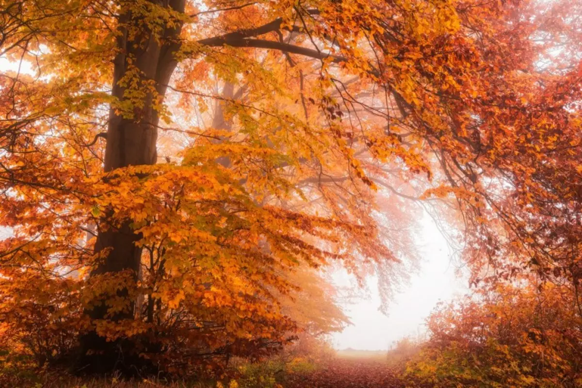 Mysterious and fascinating forest in the photos HEIKO GERLICHER) 9869_13