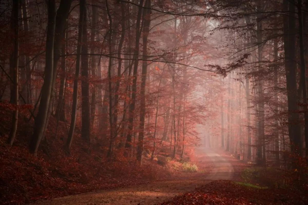 Mysterious and fascinating forest in the photos HEIKO GERLICHER) 9869_14