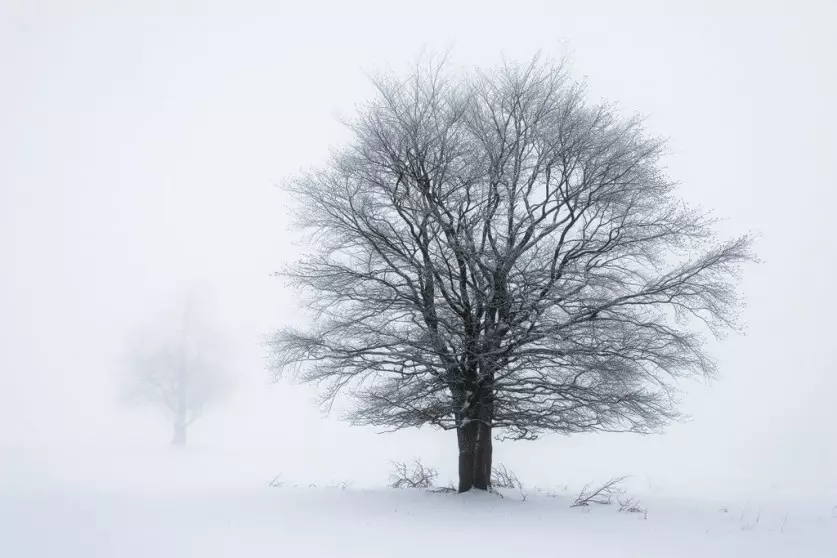 写真の白黒森林の魅力的で魅力的な森 9869_15