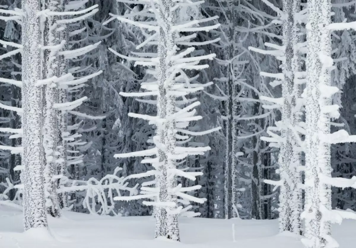 Mysterious and fascinating forest in the photos HEIKO GERLICHER) 9869_16