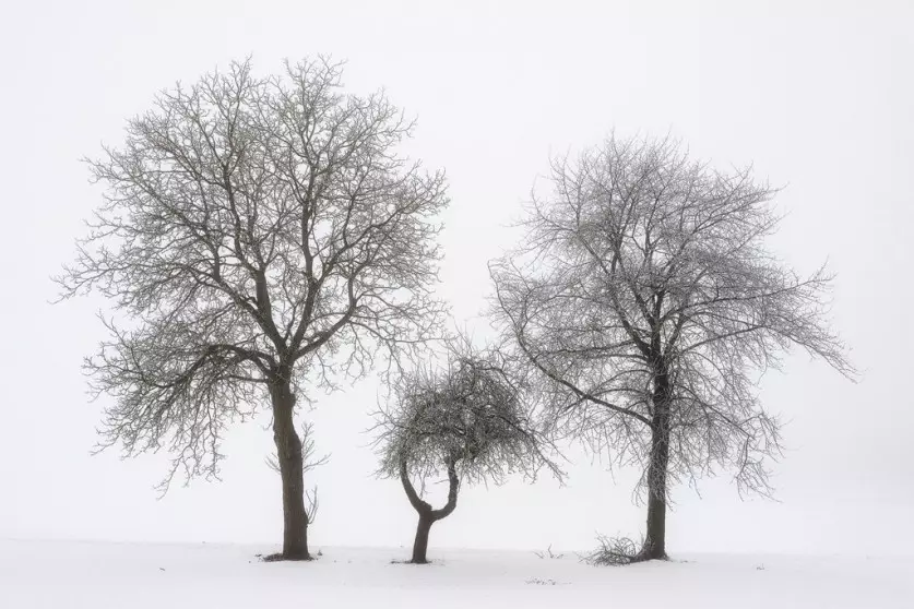 Mysterious and fascinating forest in the photos HEIKO GERLICHER) 9869_17