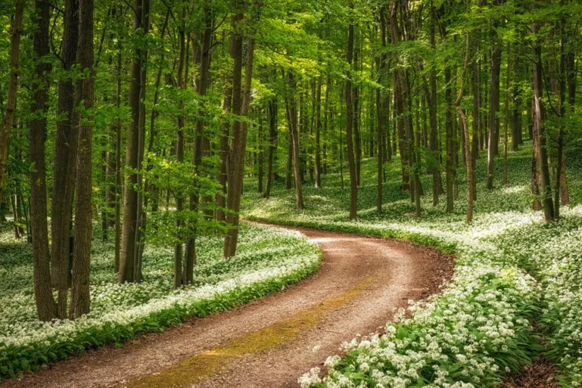 Mysterious and fascinating forest in the photos HEIKO GERLICHER) 9869_21