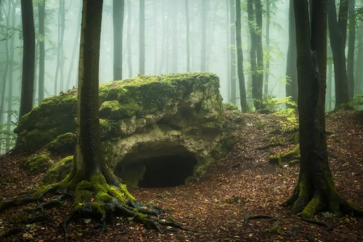 Mysterious and fascinating forest in the photos HEIKO GERLICHER) 9869_22